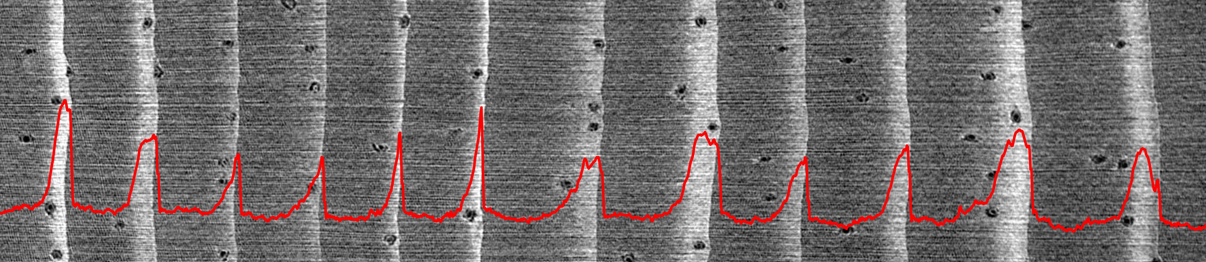 Dendrochronomics: Tree-ring research using X-ray micro-CT - UGent-Woodlab